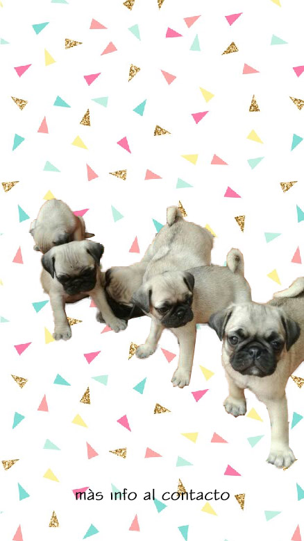 Cachorros pug en Lima, Perú | Evisos Cachorros pug en Lima, Perú | Evisos